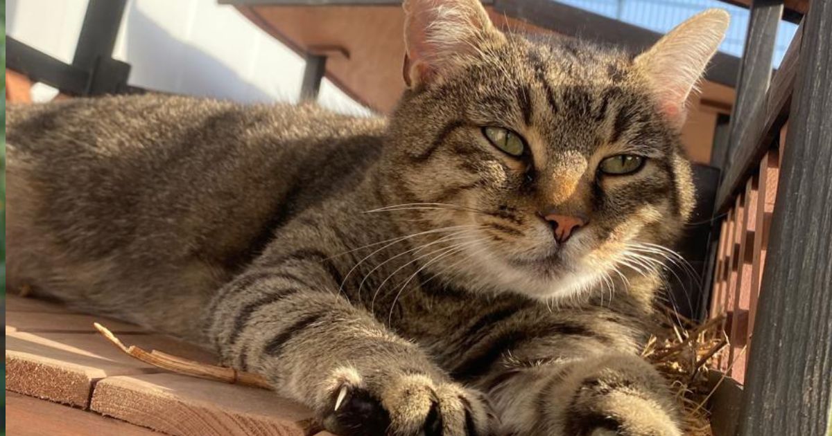 MufiMap™ - For Lost Pets